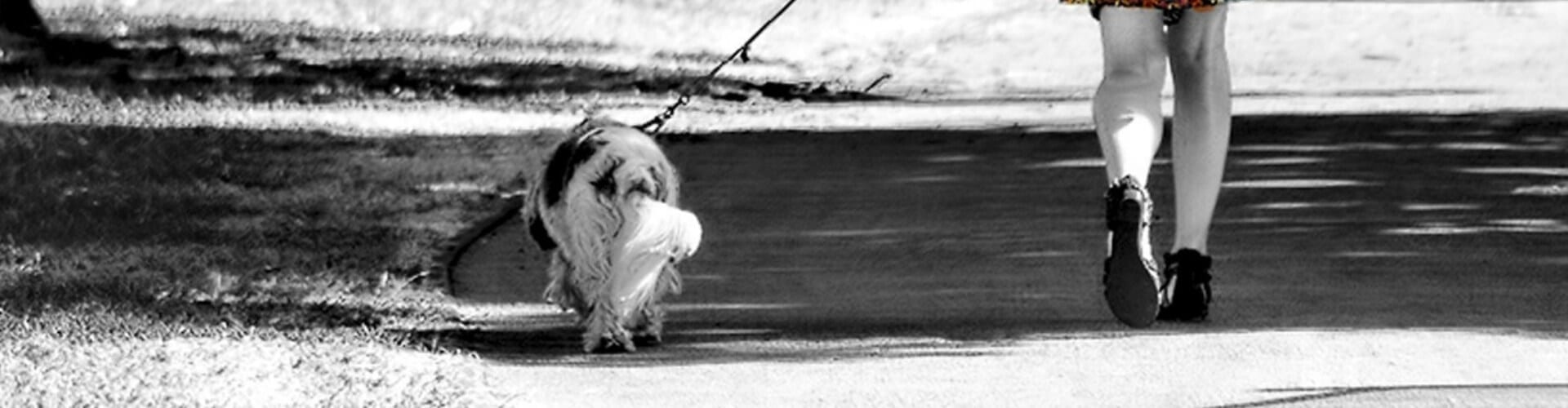 Walking Fido Alecia Goodman Blog