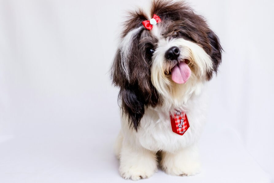 Understanding Skin Hypopigmentation in Dogs: Causes, Symptoms, and ...