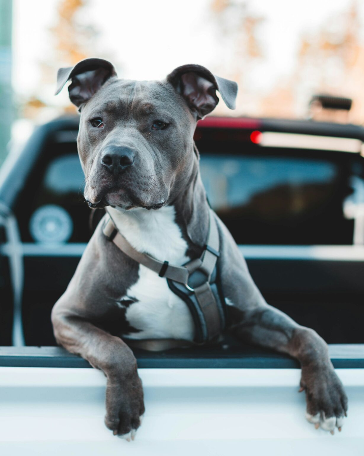 Understanding Skin Hypopigmentation in Dogs: Causes, Symptoms, and ...