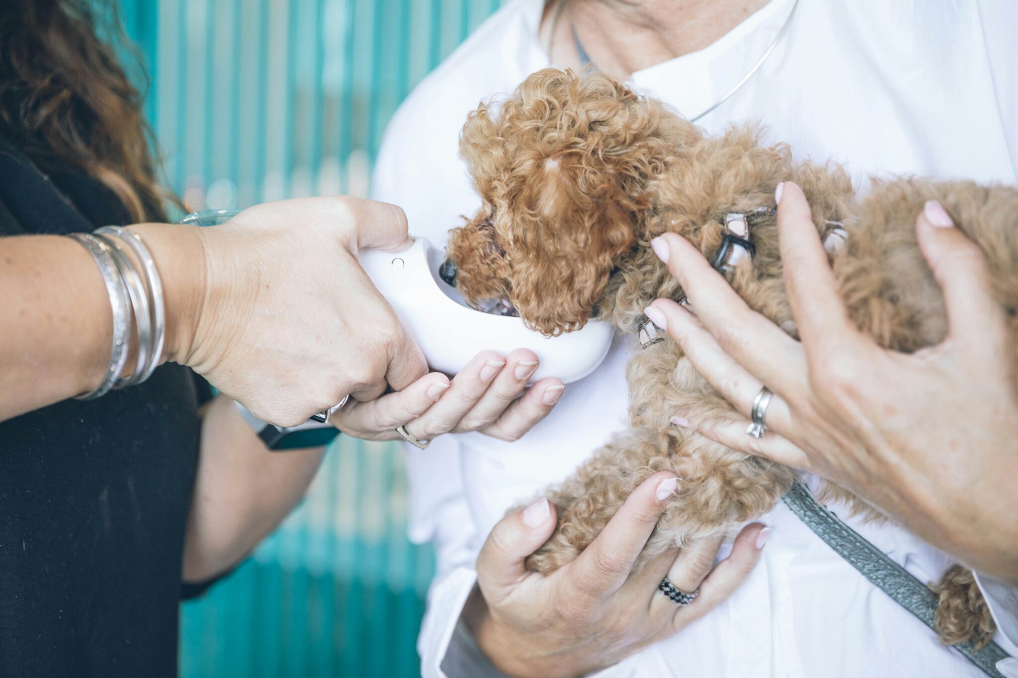 Fractures and Broken Bones in Dogs: First Aid and Recovery - Dog ...