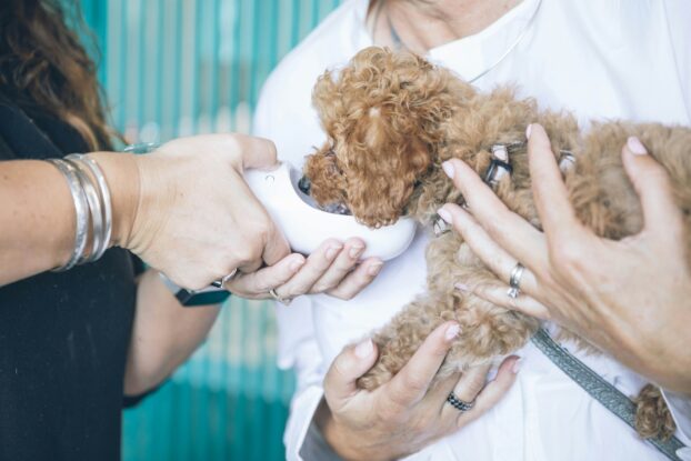 Fractures and Broken Bones in Dogs: First Aid and Recovery - Dog ...