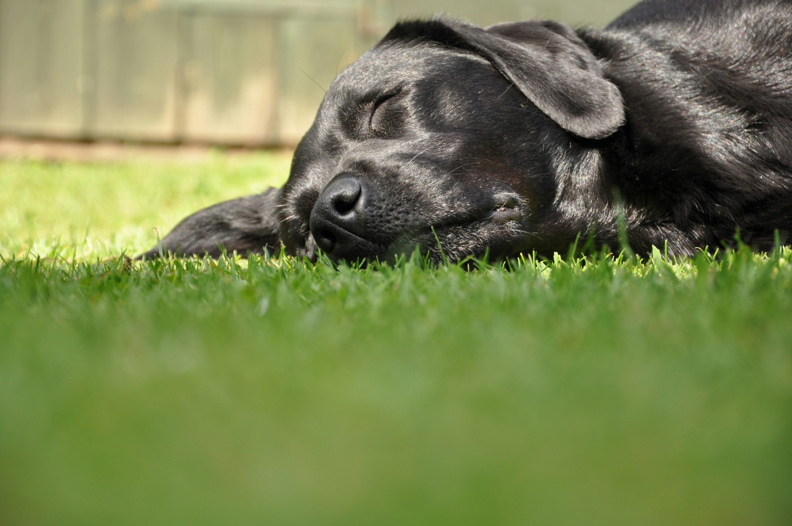 The Power of Scent: Aromatherapy for Dogs - Dog Trainer Boston