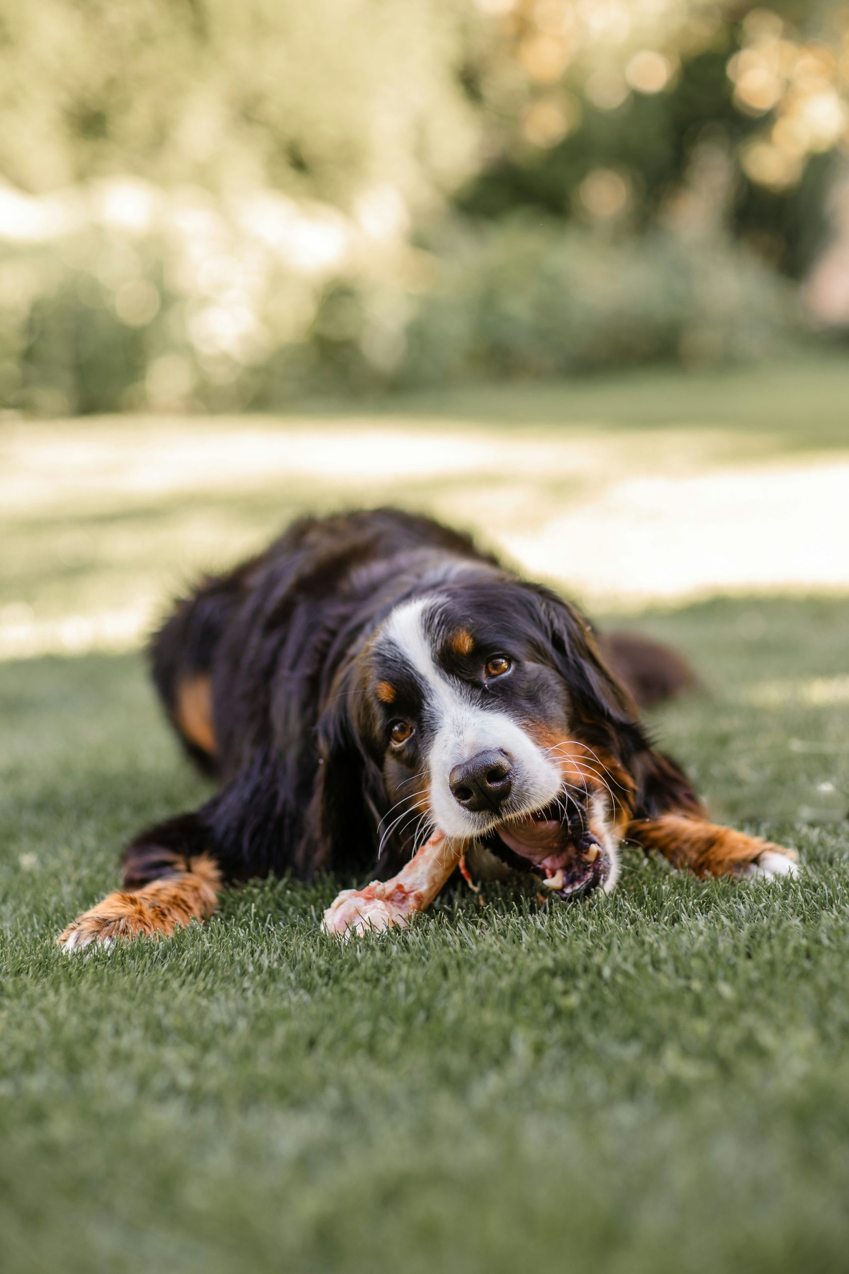 Supervision and Safe Chewing Practices - Dog Trainer Boston