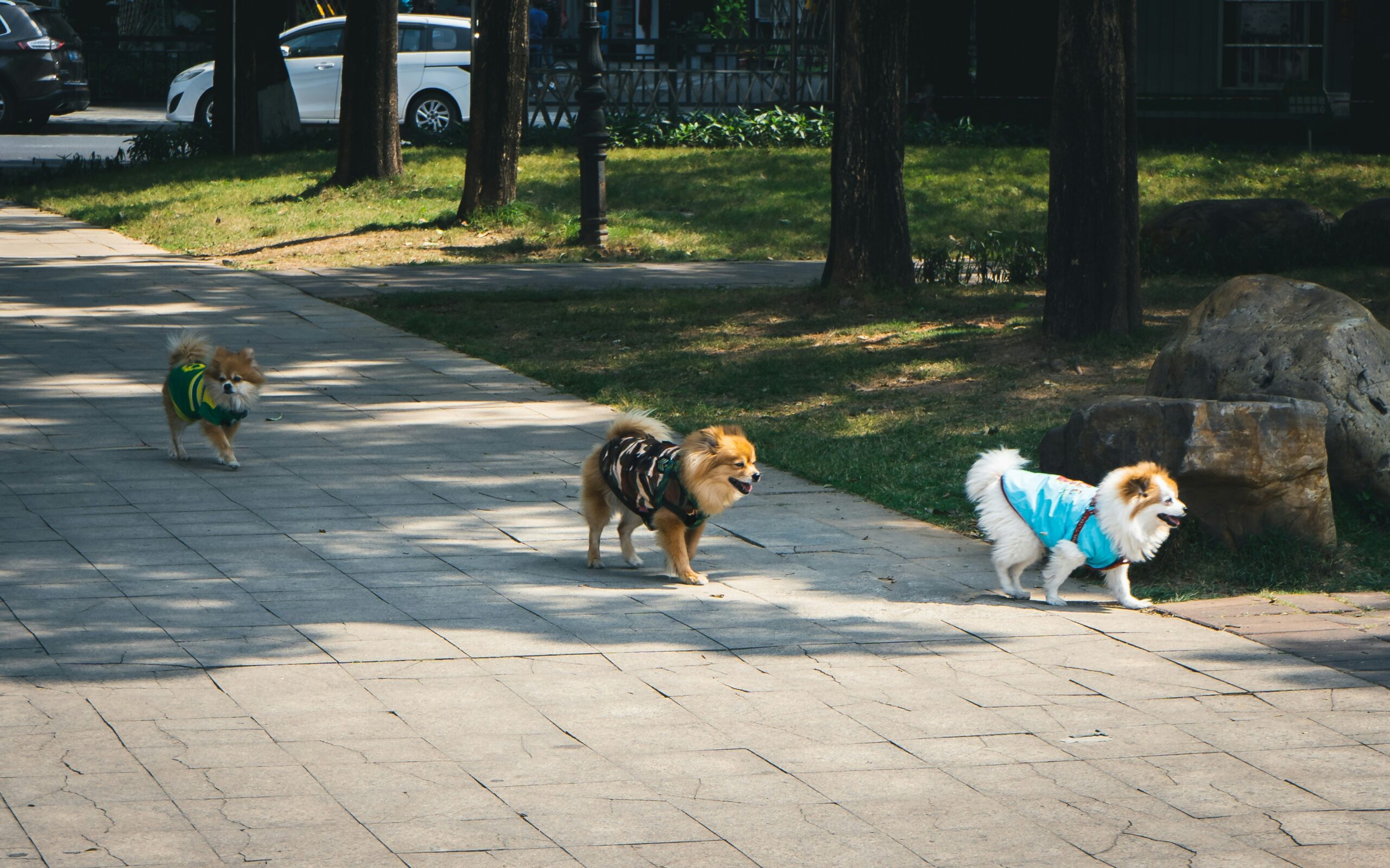 The Link Between Social Skills and Canine Mental Health - Dog Trainer ...