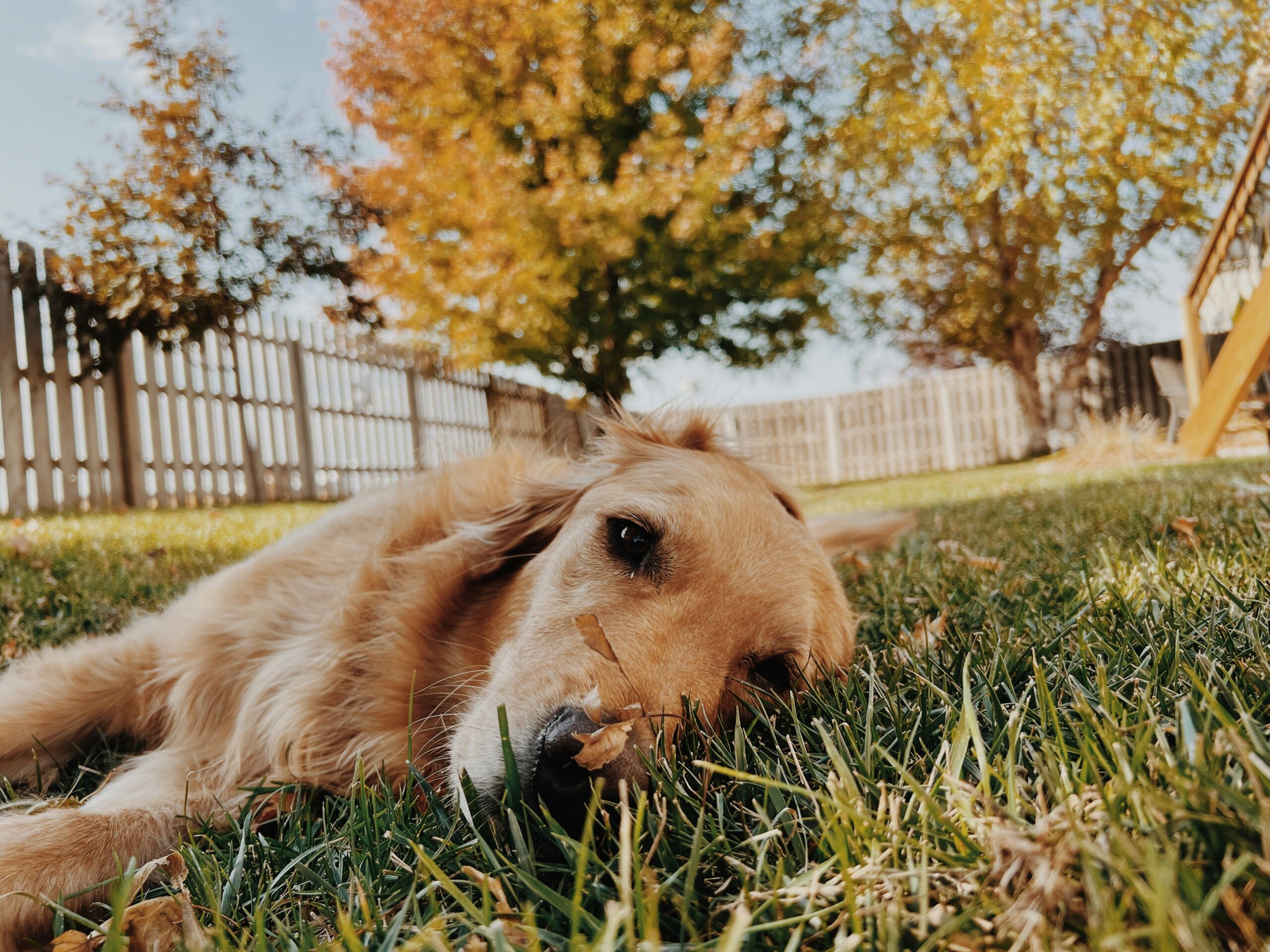 Fall Weather Safety Tips for Dogs - Dog Trainer Boston
