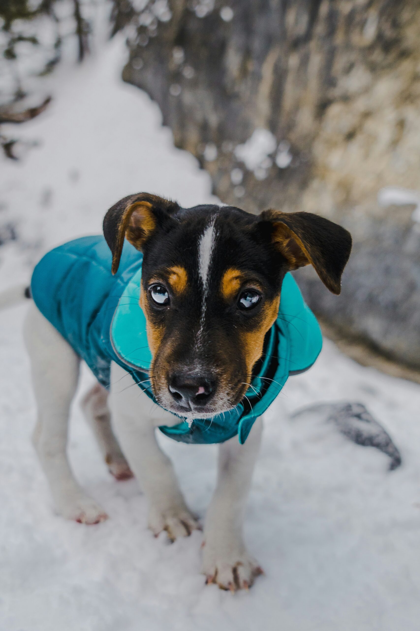 Nutrition Tips for Dogs in Cold Weather - Dog Trainer Boston