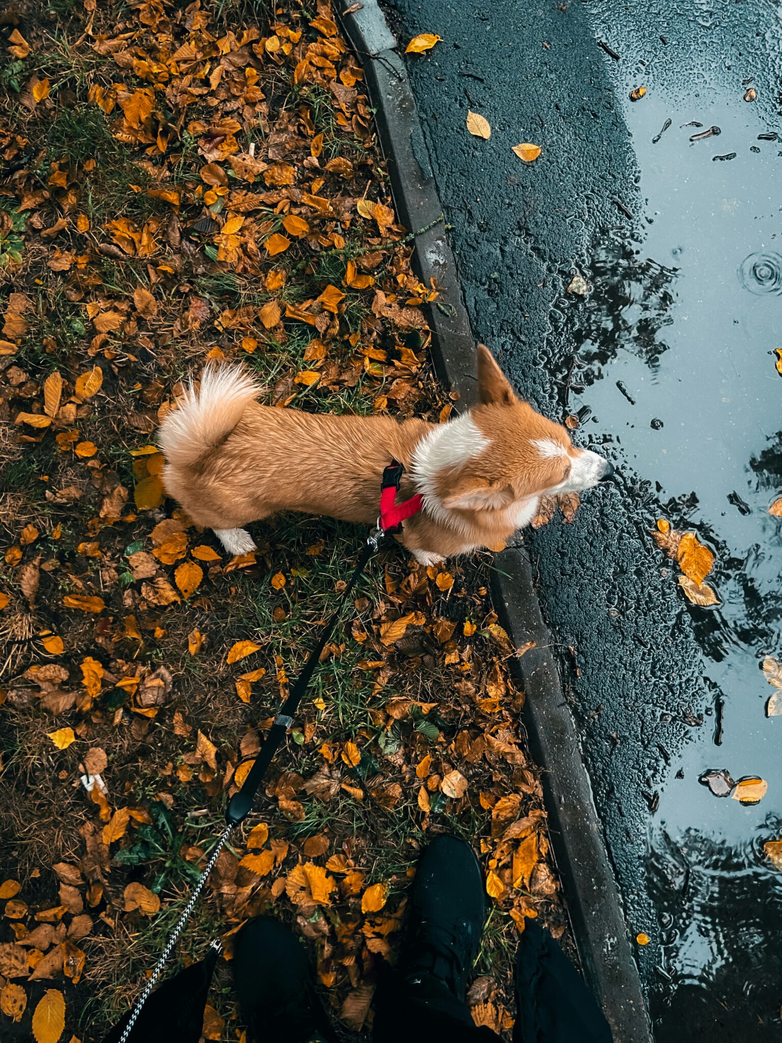 Fall Fun with Your Dog in Boston, MA - Dog Trainer Boston