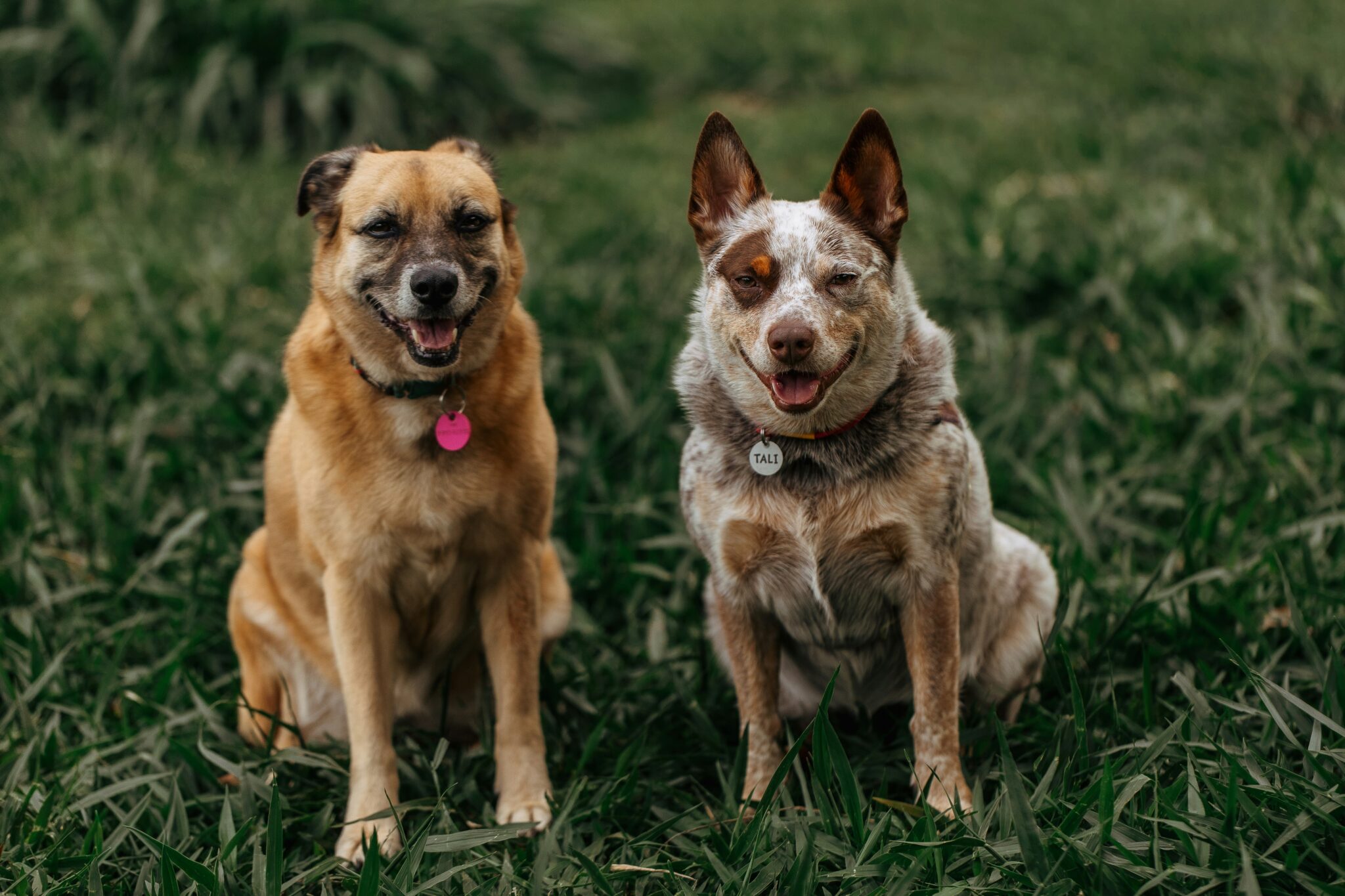 Why Neutral Territory Matters When Introducing Dogs - Dog Trainer Boston