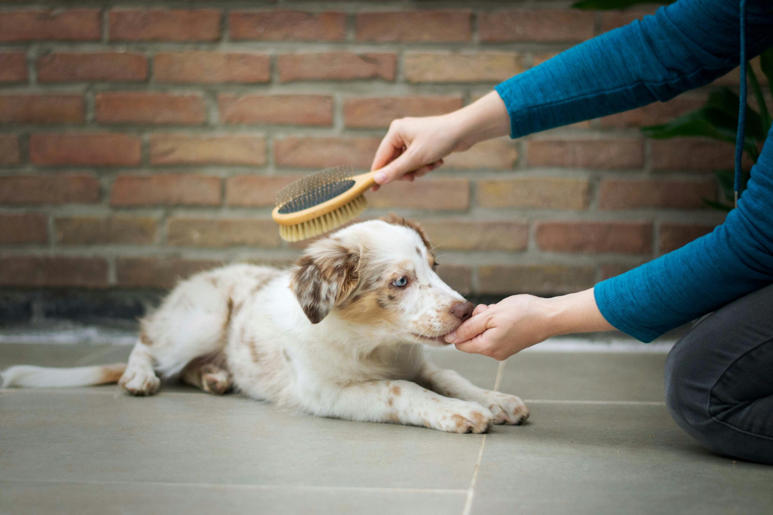 Marker Words vs Clicker Training - Dog Trainer Boston