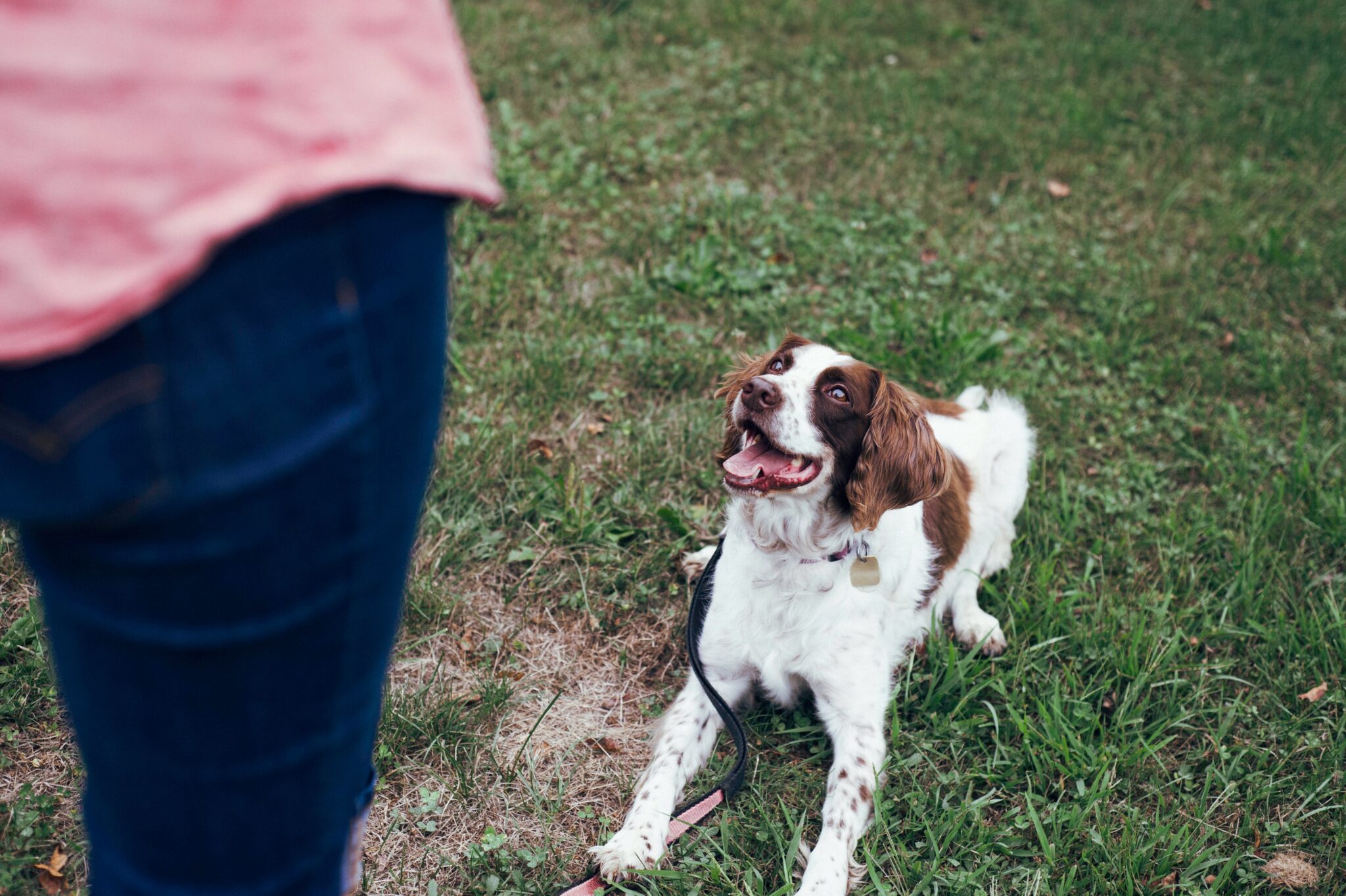 Marker Words vs Clicker Training - Dog Trainer Boston